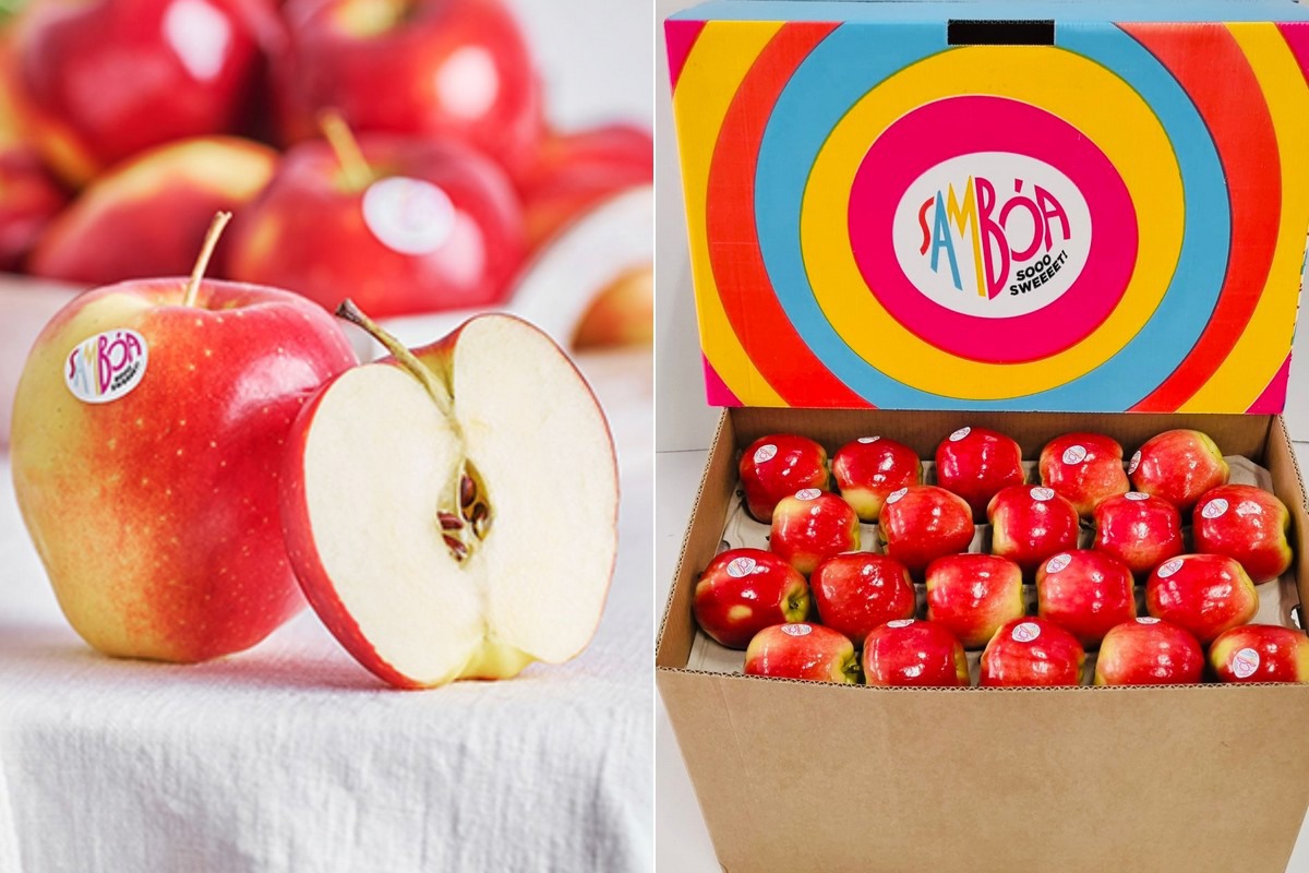 First extra-sweet Sambóa apple campaign gets underway