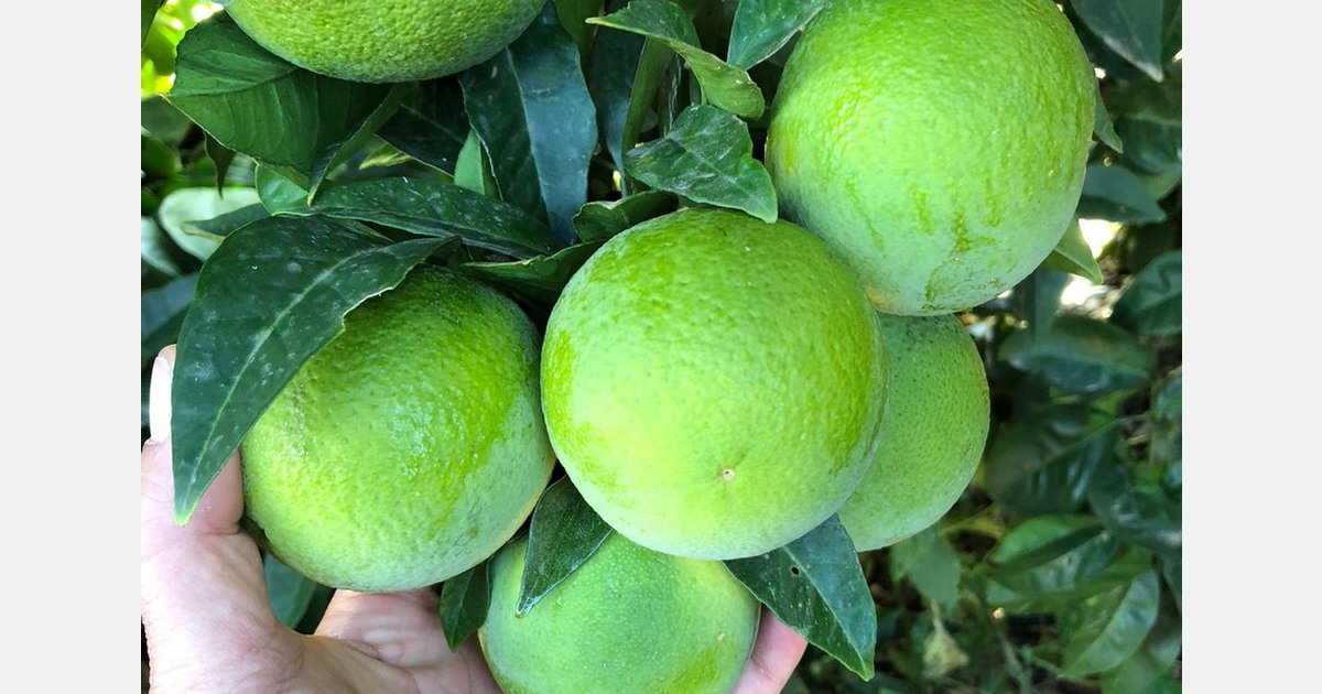 "We have introduced new varieties of pigmented citrus fruits that are ...