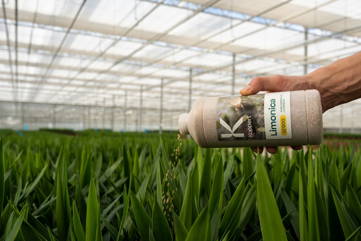 Koppert presents its worldwide network of demo farms and its new AI ...