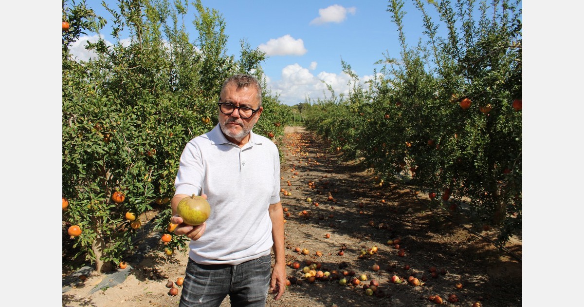 PDO Granada Mollar de Elche will lose more than 60% of the harvest to a ...
