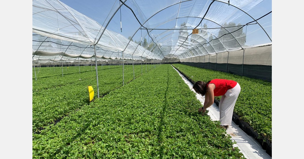 Nova Siri Genetics will produce 150 million strawberry plants, 15% more ...