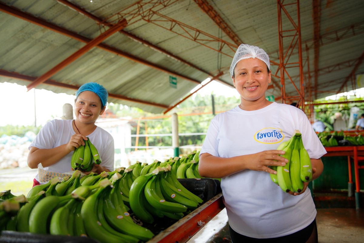 "Ecuadorian bananas are highly valued for their long shelf life when ...