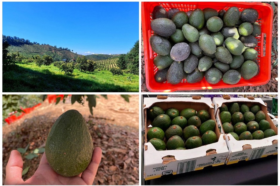 "Mexico expands avocado exports to the US with historic growth from the ...
