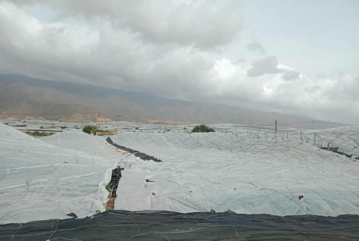 "We estimate that hail has ruined more than 20% of the pepper crops in ...