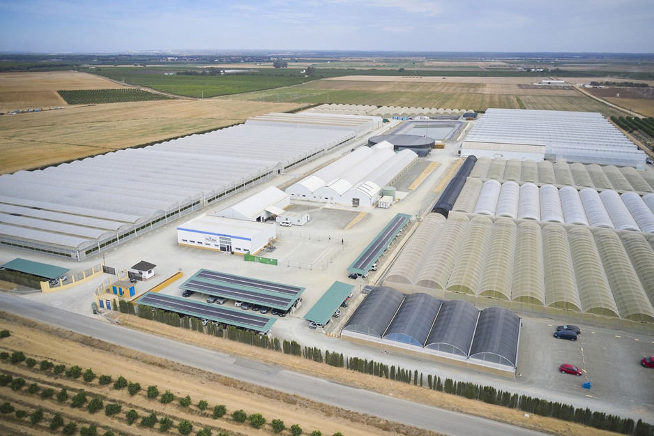 "Morocco is strongly expanding its blueberry acreage, while Europe is ...