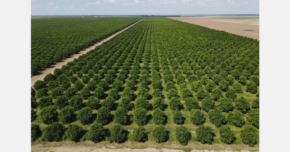 Annual revenue generated by Mexican citrus sector estimated at between ...