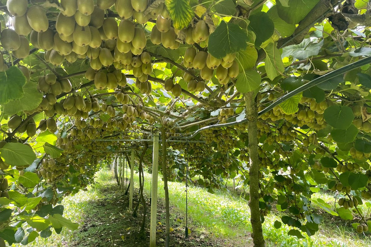 "The lack of chill hours hasn't had as much of an impact on gold ...