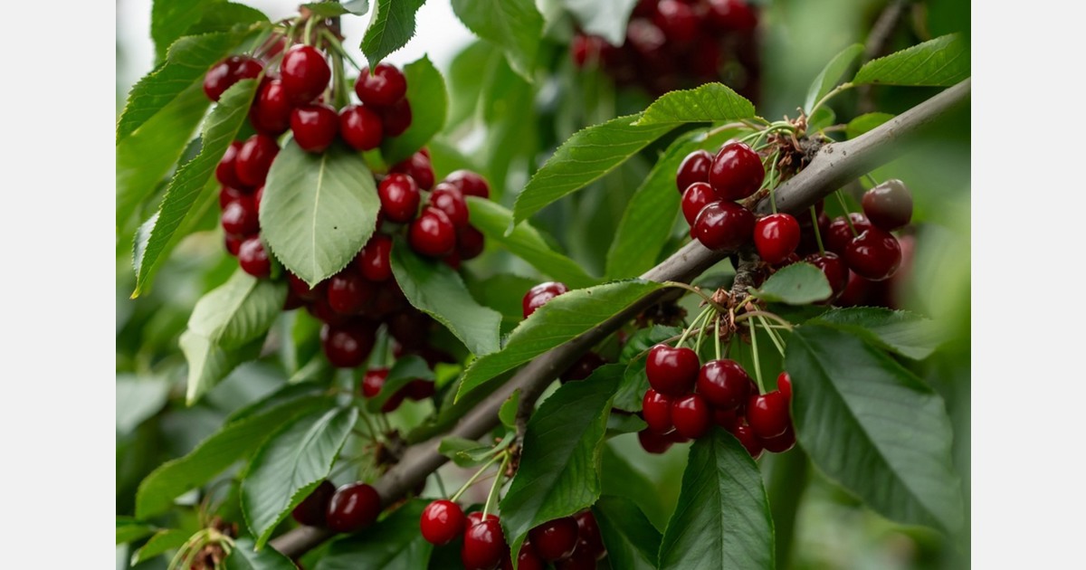 "The biggest challenge is to maintain quality in an ever-growing cherry ...