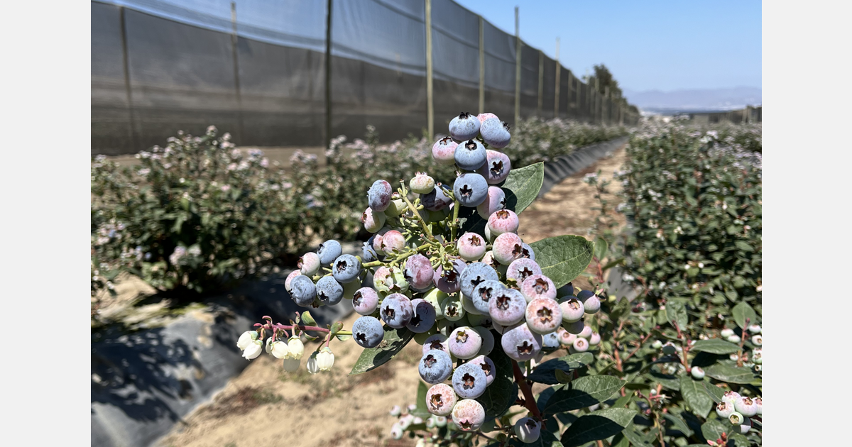 "The growth of the Peruvian blueberry is no coincidence"