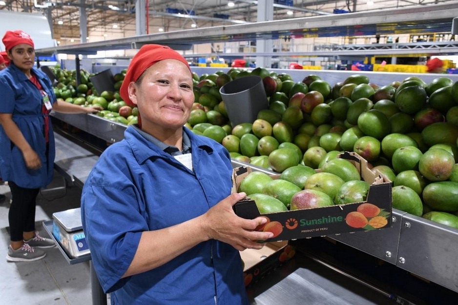 Early harvest and logistical issues are challenges for Peruvian mangoes