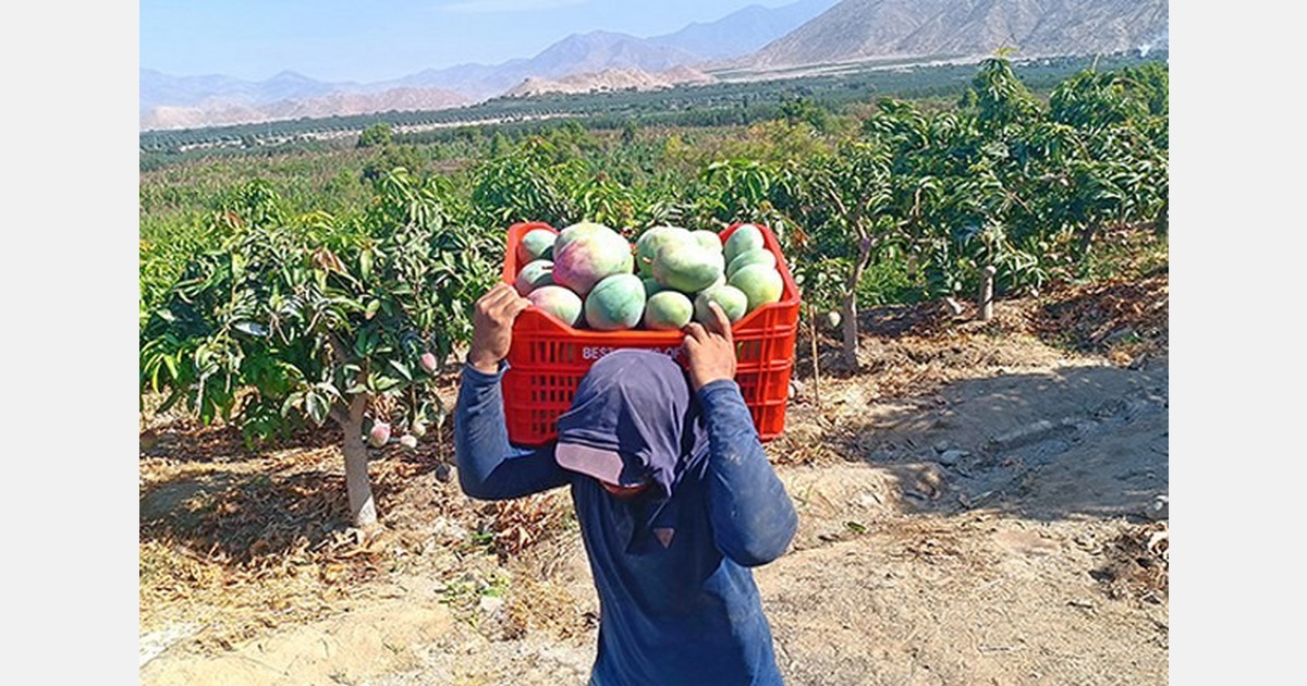 "It's Peru's worst mango season ever"