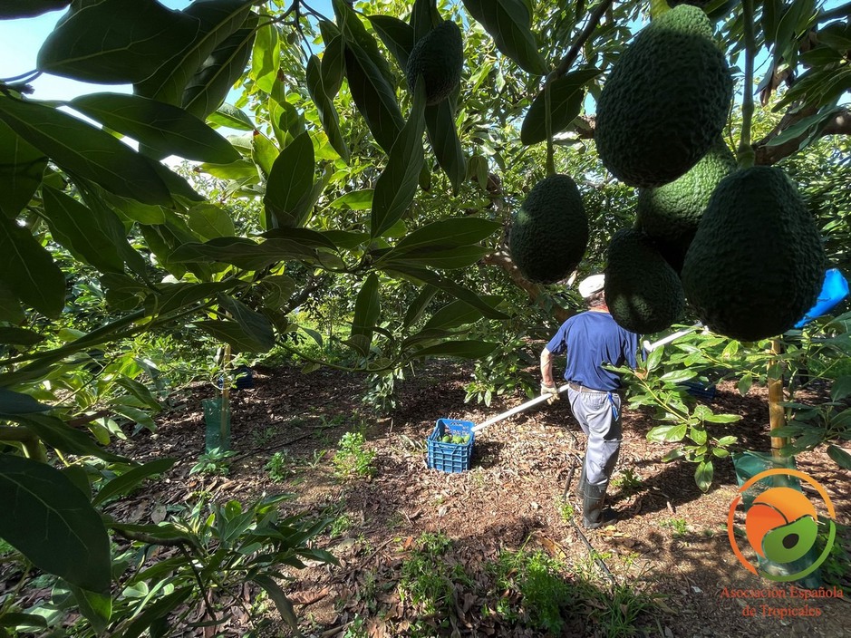 Spain expects to produce more than 70,000 tons of avocado this season