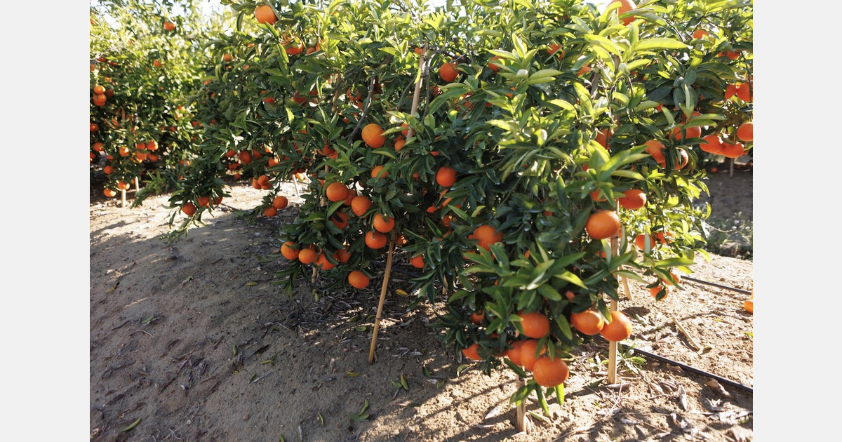 Leanri is among the 10 most sought-after citrus varieties in January