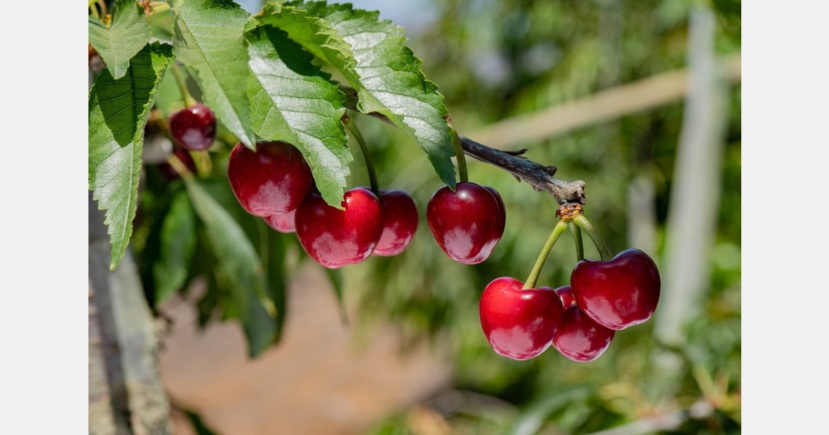 Chile's cherry industry is facing an unprecedented crisis due to ...