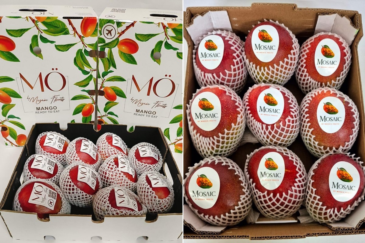 "The first part of the Peruvian mango campaign has been a nightmare and ...