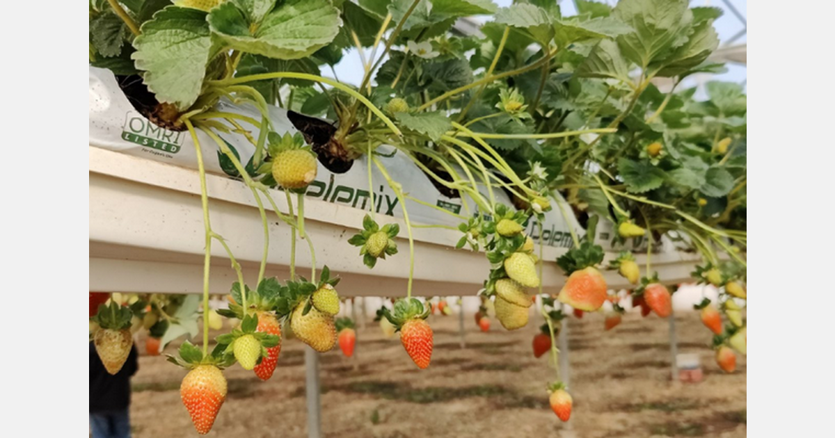 “We help producers to unleash the full potential of their hydroponic crops”