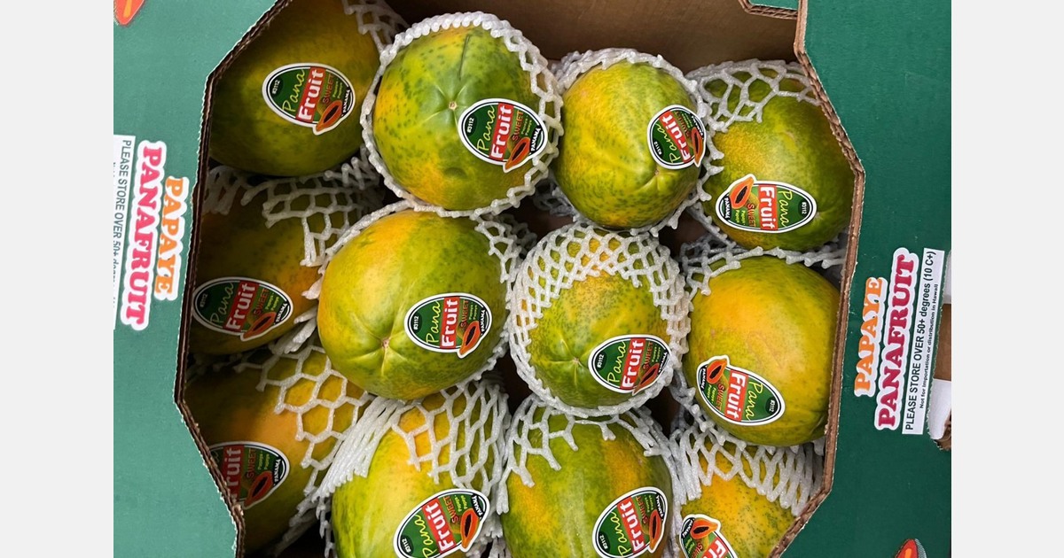 Rains and fungi hinder Panamanian papaya exports