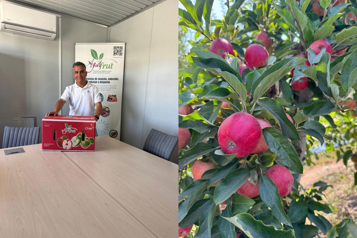 Cherry prices plummet due to oversupply and Chilean apple looks for new ...