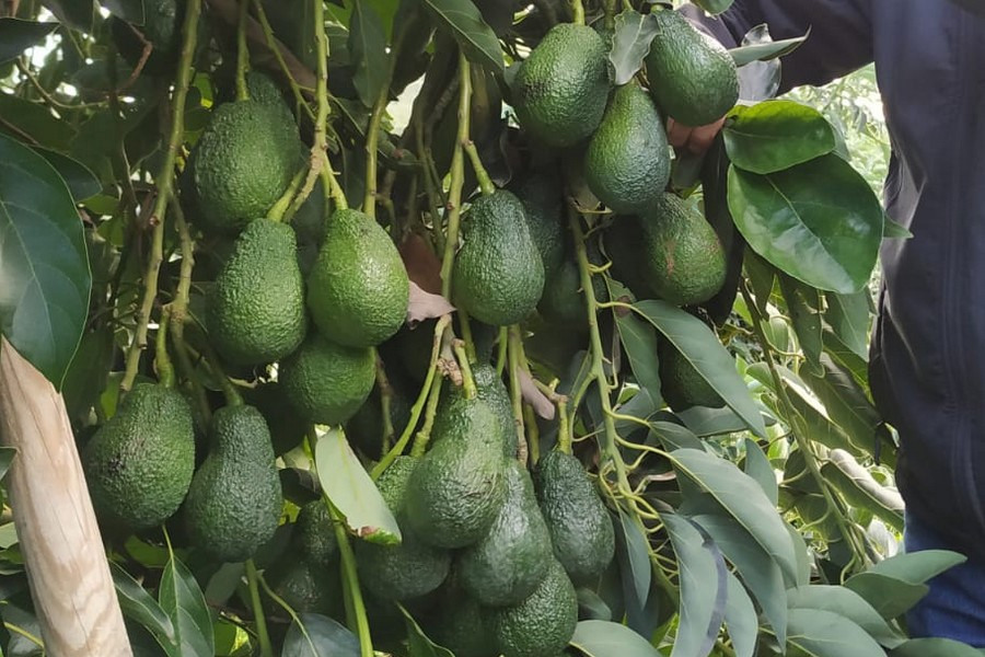 "Lamb Hass is much more than just the avocado you can get before the Peruvian Hass becomes ...