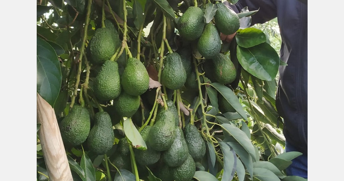 "Lamb Hass is much more than just the avocado you can get before the ...