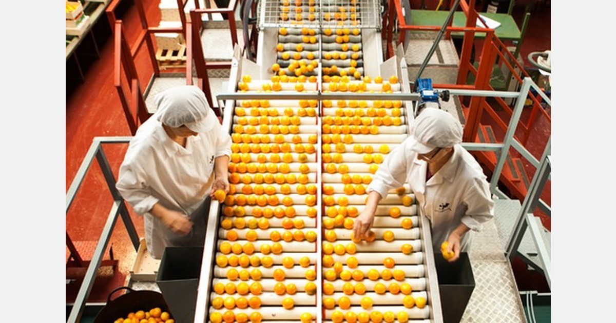 "There is high demand and an eager search for mandarins in the fields"