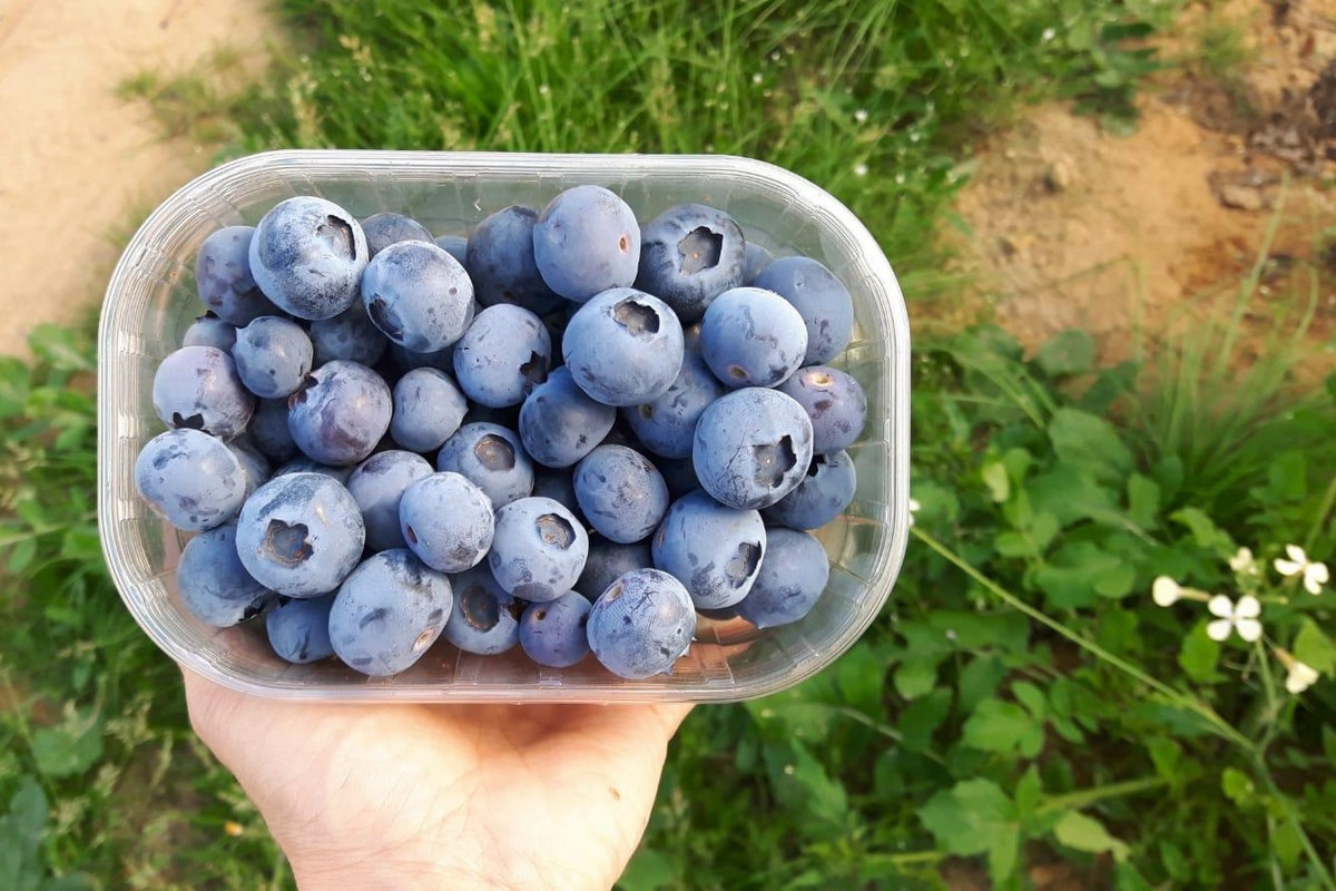 "Drought problems have led us to give up on strawberry production and fully devote ourselves to ...