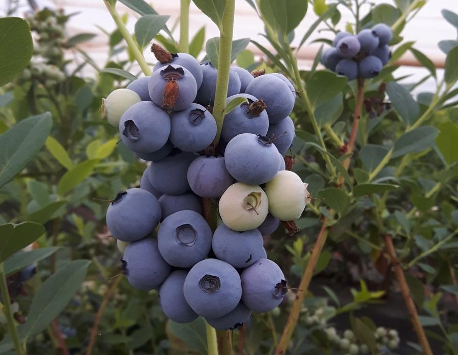 "Drought problems have led us to give up on strawberry production and fully devote ourselves to ...