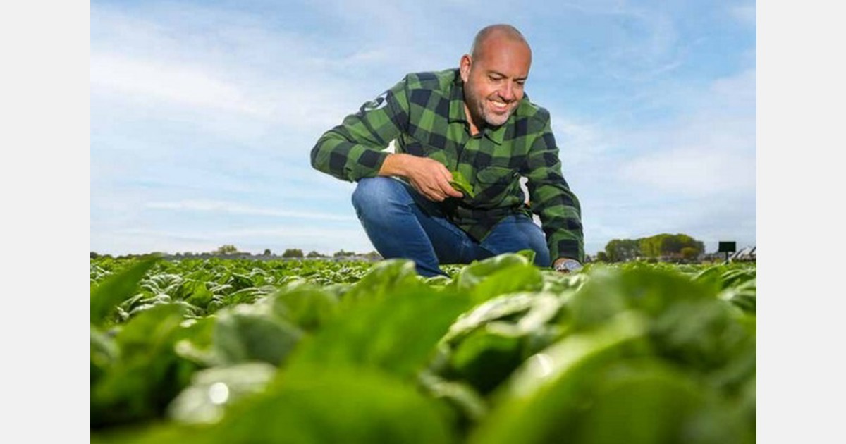 KWS Vegetables holds its open house days on baby spinach and chard in ...