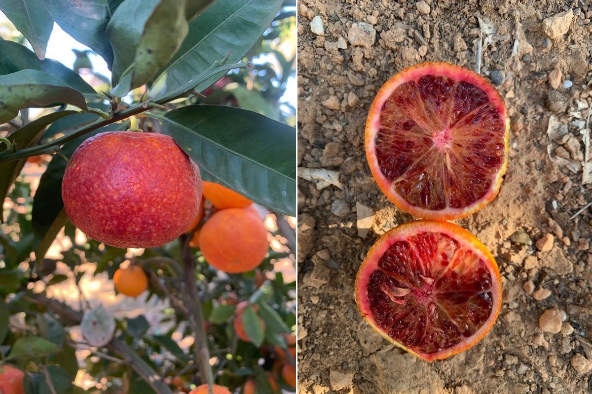 "This red mandarin could become a highly differentiated variety"