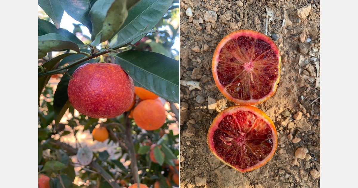 "This red mandarin could become a highly differentiated variety"