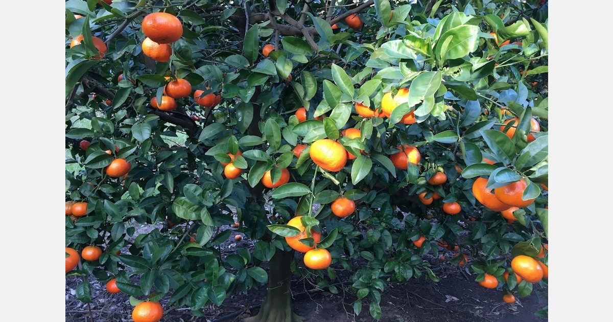 "The Mercosur-EU trade agreement would open new opportunities for ...