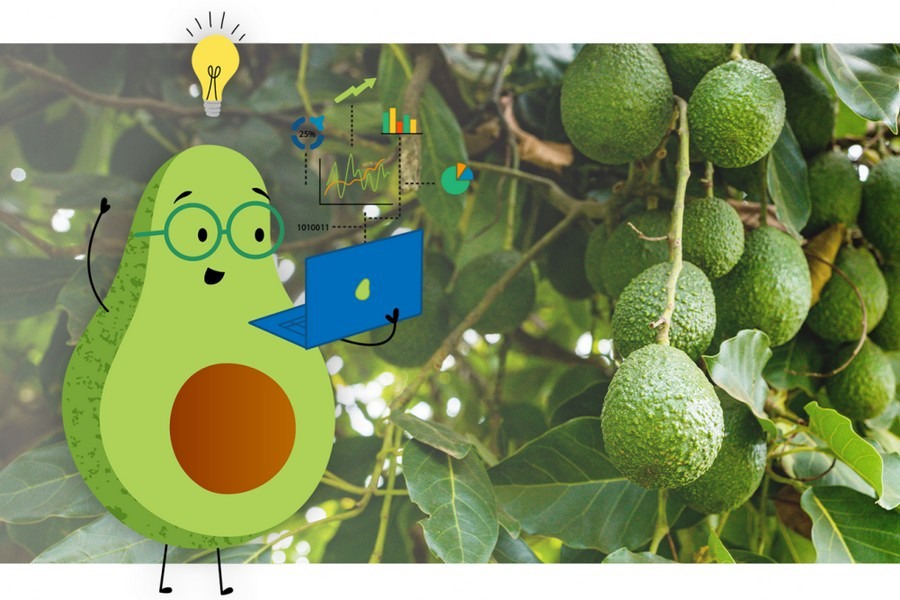 "Avocado Intelligence is a strategic ally to succeed in the avocado ...