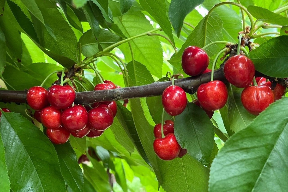 "Cherries are a pillar of Chile's fruit industry. Thus, cooperation ...