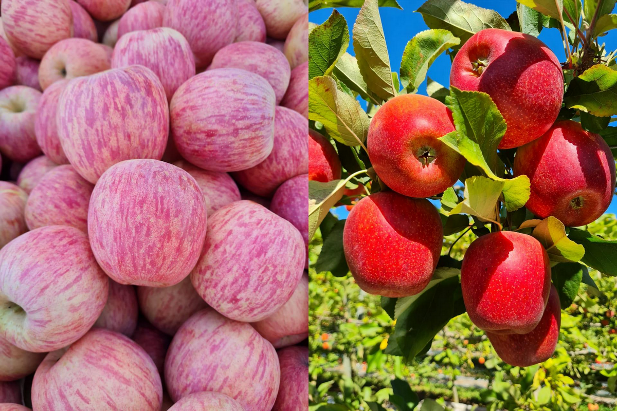 Chile bets on apples once again as the market changes