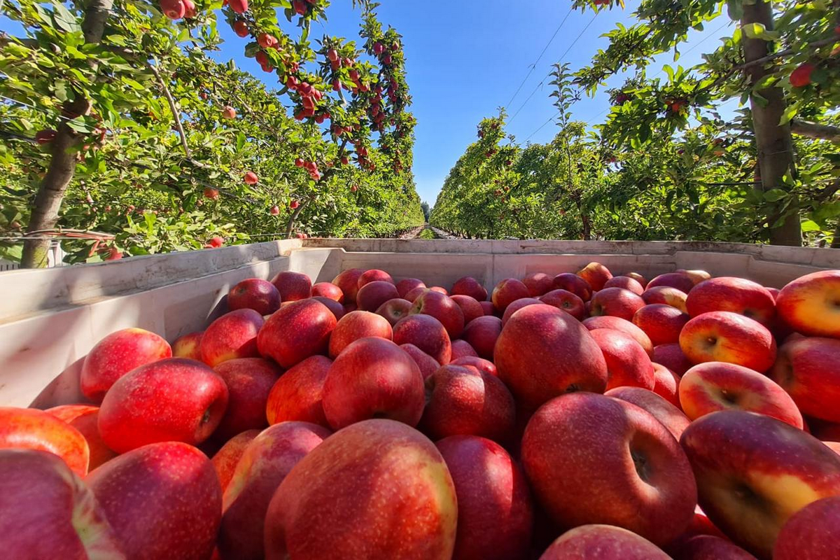 Chile bets on apples once again as the market changes
