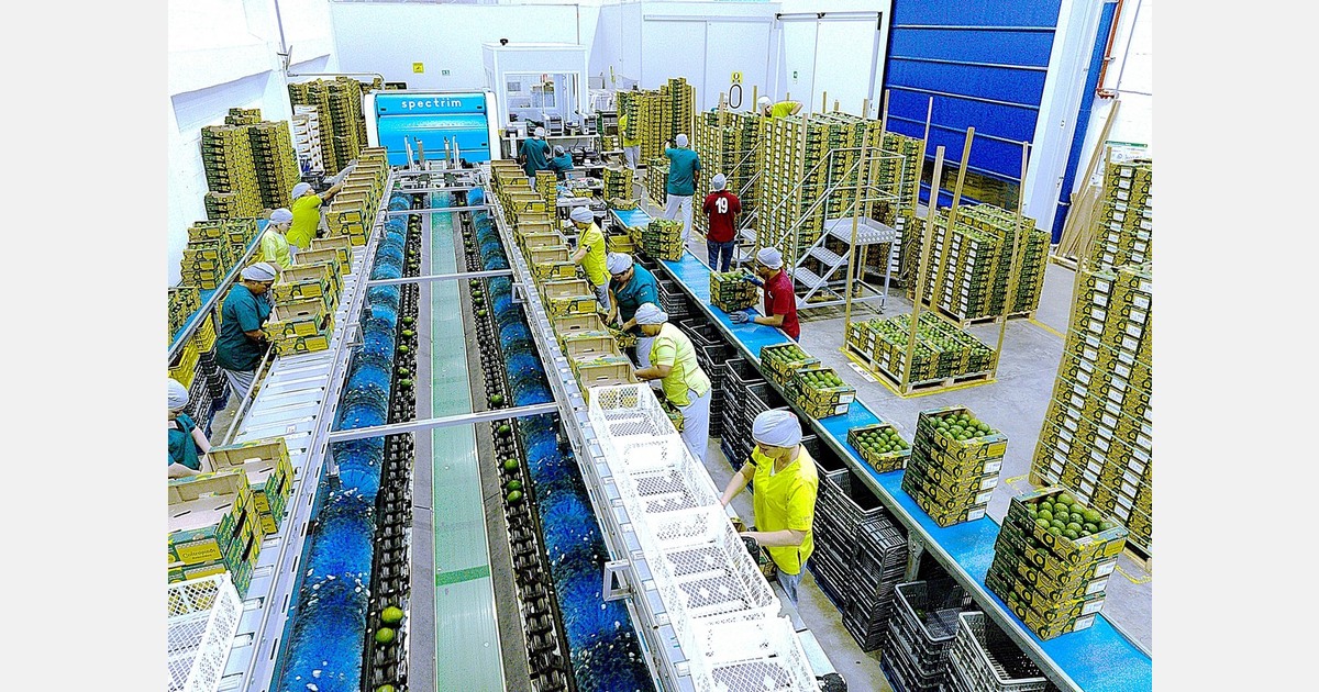"Our sorting system takes 150 photos per avocado to optimize selection ...