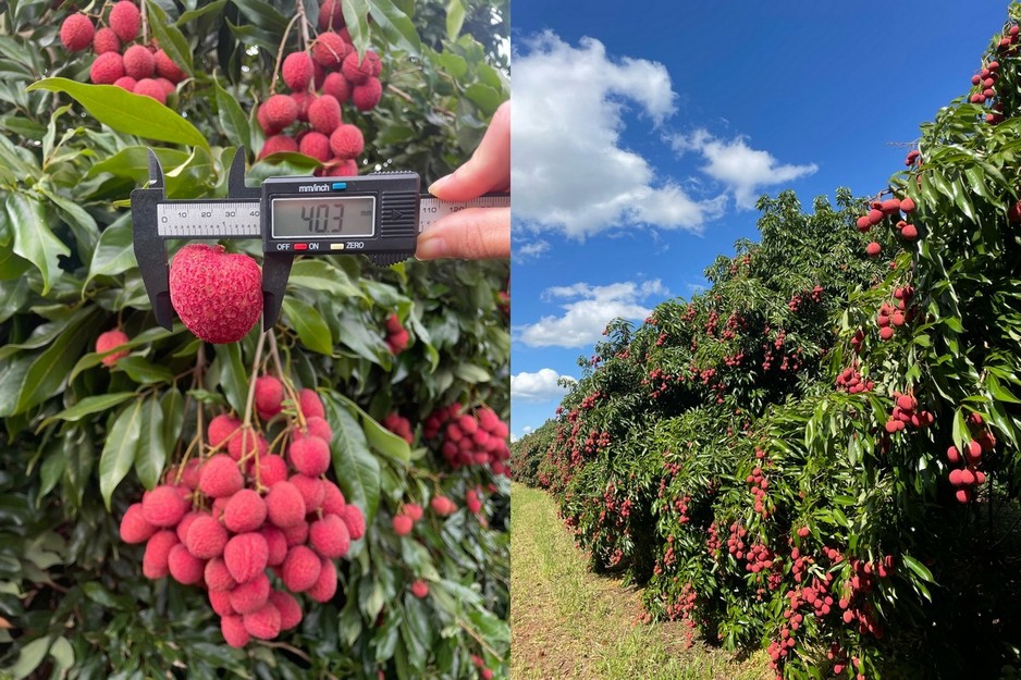 "Brazilian lychee, free of pesticides and artificial treatments, has ...