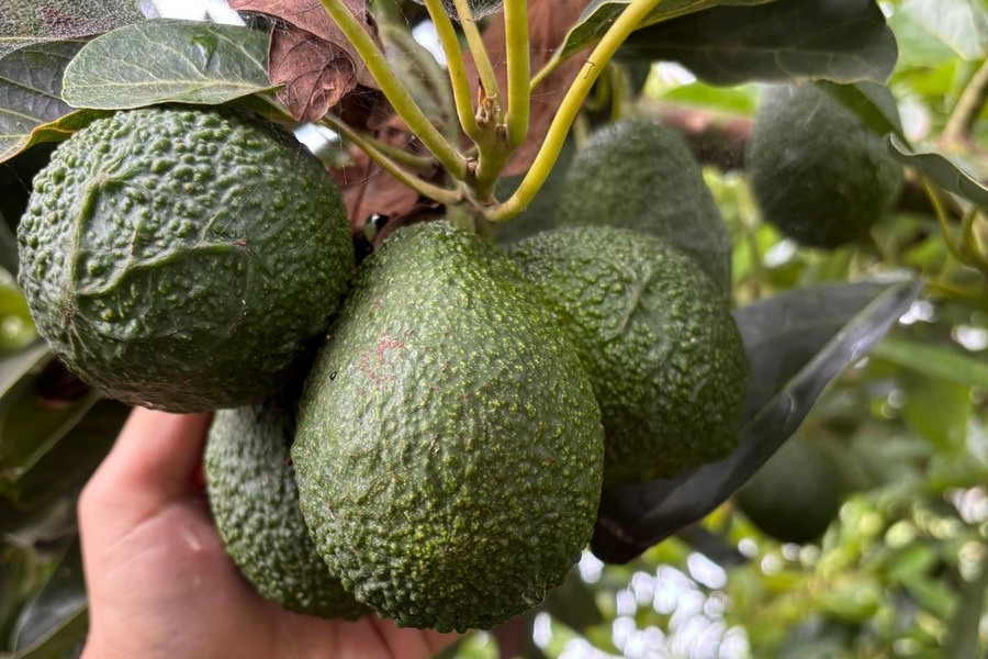 "Morocco still has 30% of the avocado harvest on the trees"