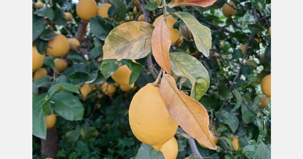 Alicante expects to lose 150,000 tons of lemon due to the January frost