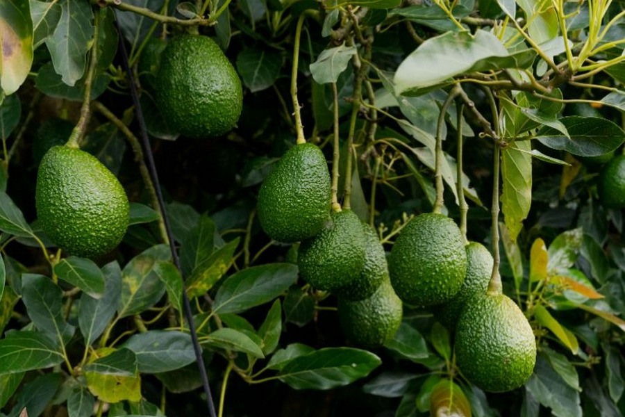 "Mexican avocados have never paid tariffs since 1994, and remain ...