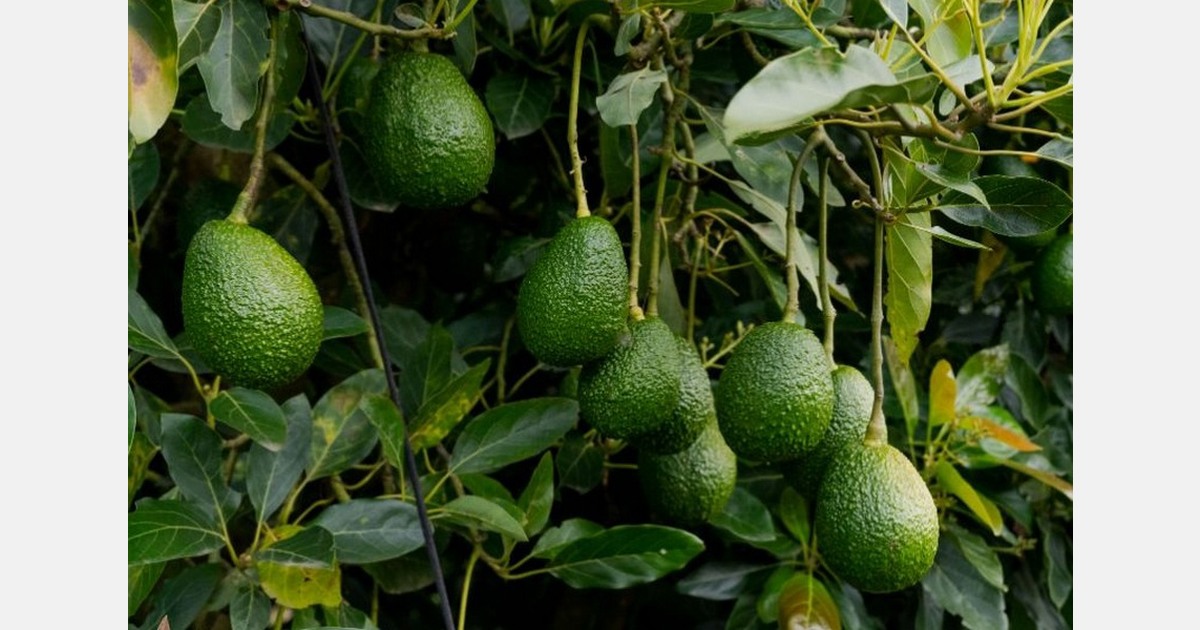 "Mexican avocados have never paid tariffs since 1994, and remain ...
