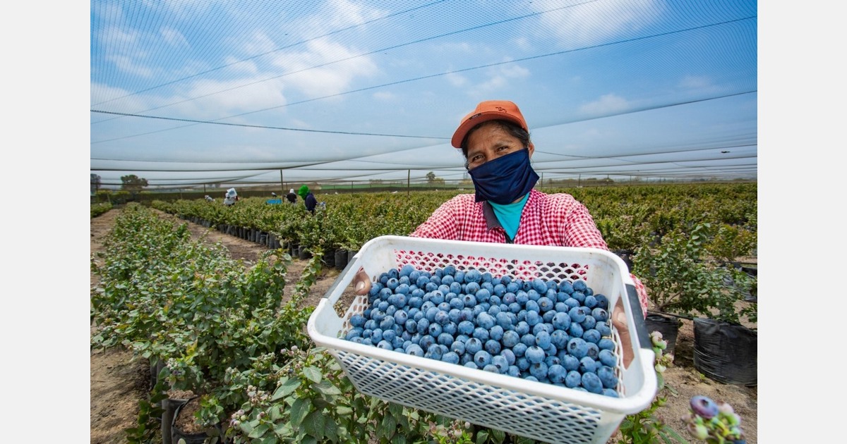 Peru consolidates its position as the world's leading blueberry exporter