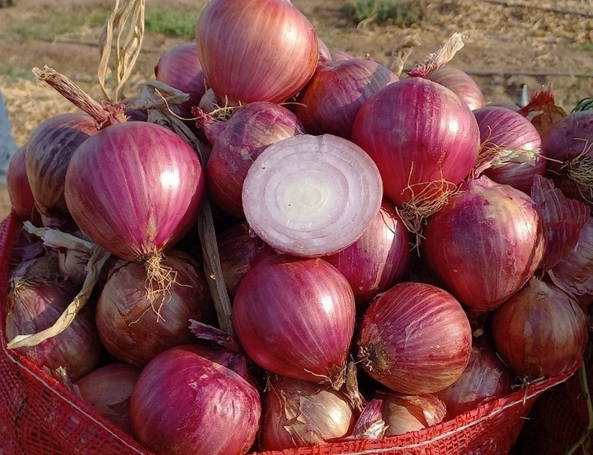 A new Peruvian onion variety promises better postharvest and planting ...