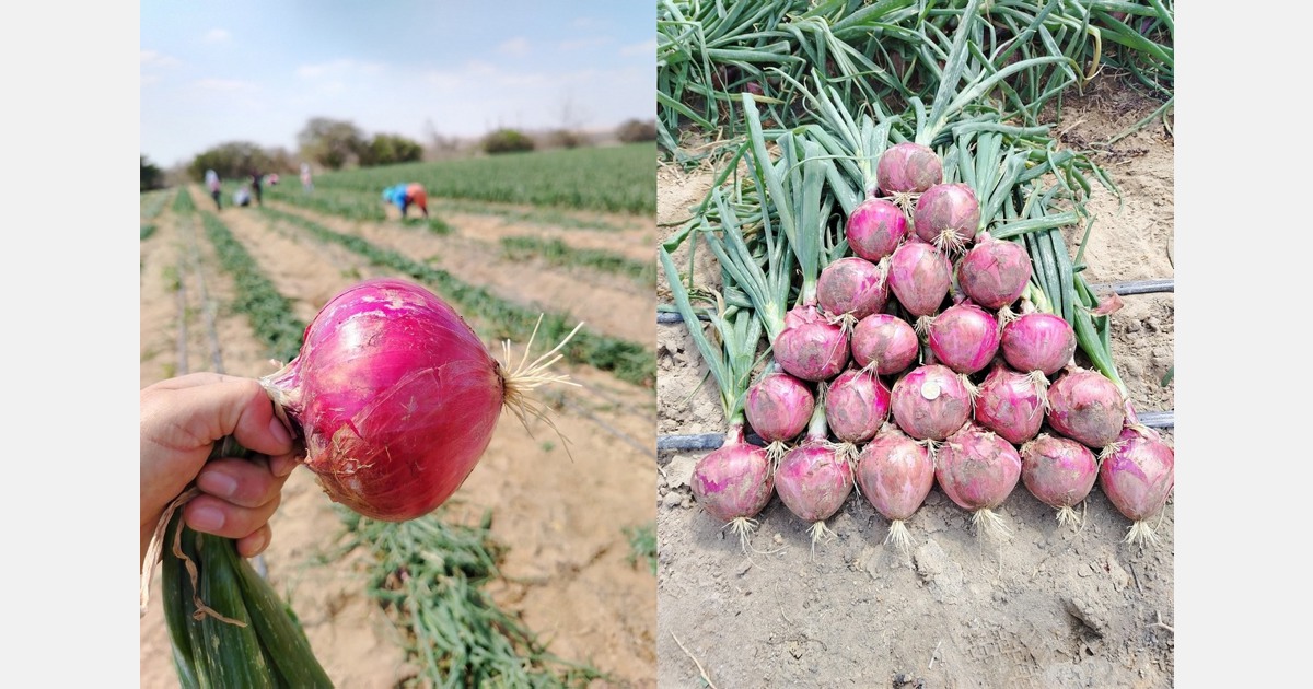 A new Peruvian onion variety promises better postharvest and planting ...