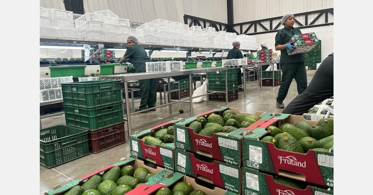 "The avocado market gets complicated when the Peruvian supply enters ...