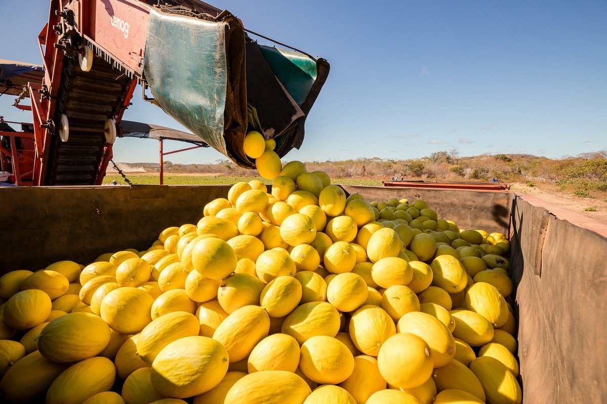 "Melon consumers are no longer just looking for volume and price"