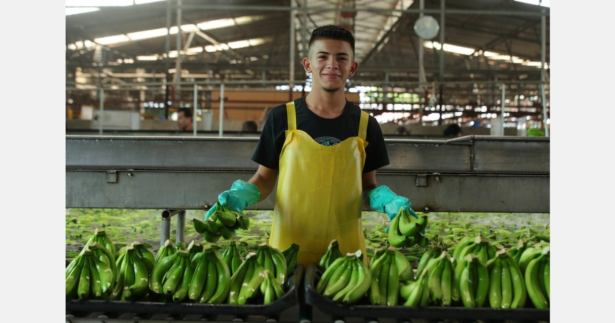 Banana prices remain stagnant while certification fees and costs skyrocket