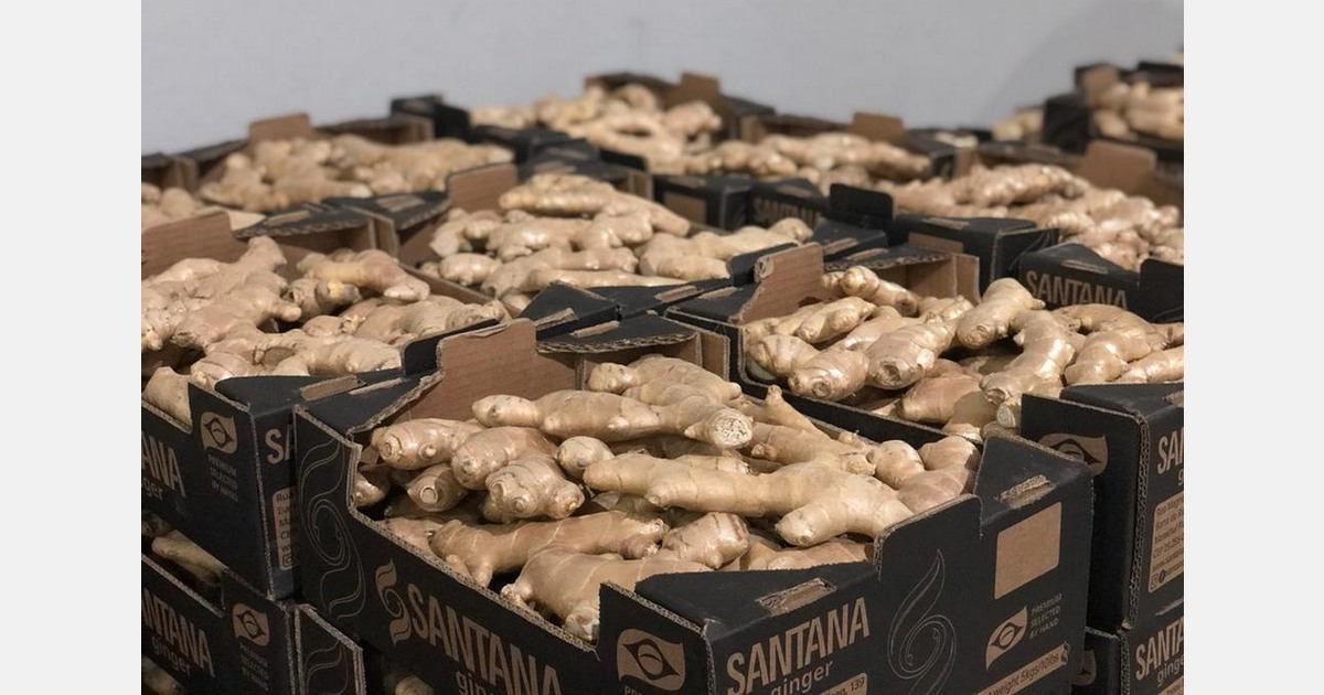 Ginger prices have fallen due to oversupply in the market