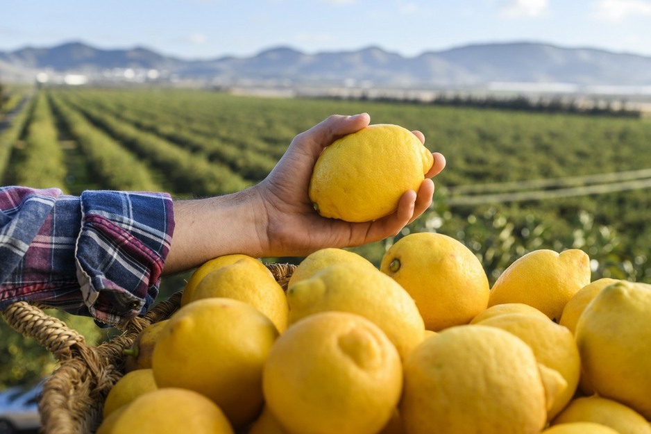 Spain's Verna lemon season kicks off with a forecast of 300,000 tons