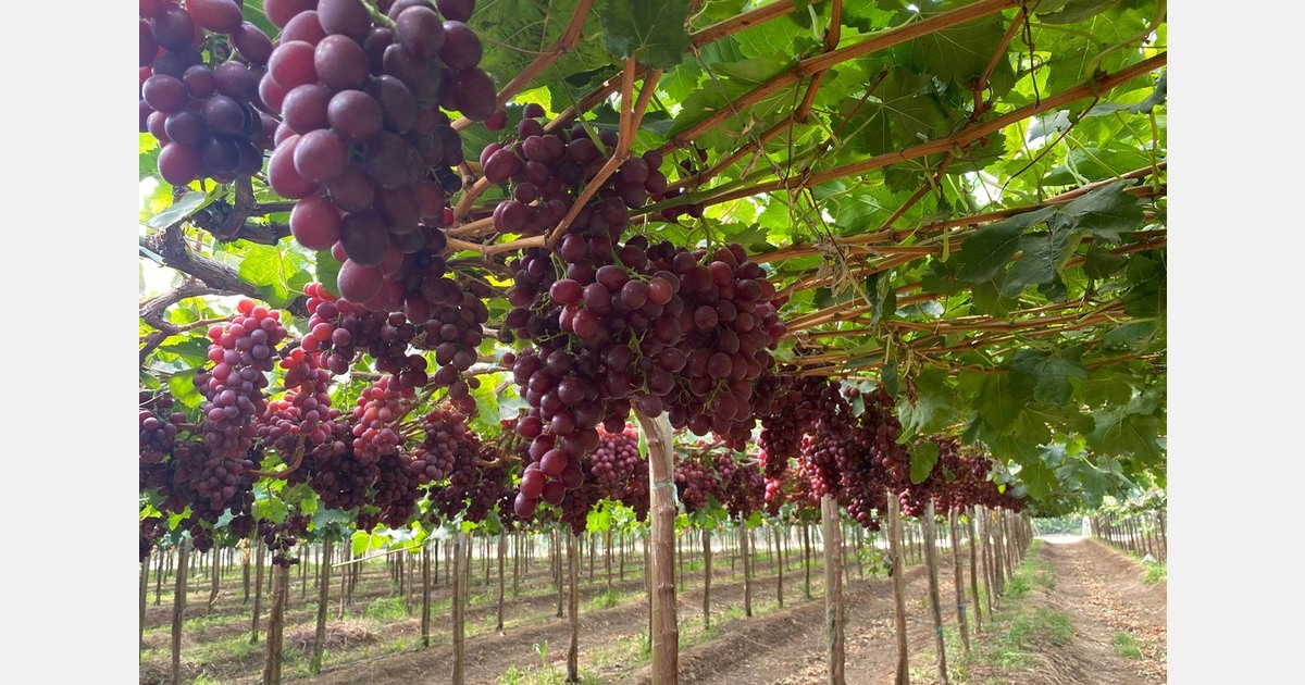 Despite logistics challenges, Peru delivers best grape season yet